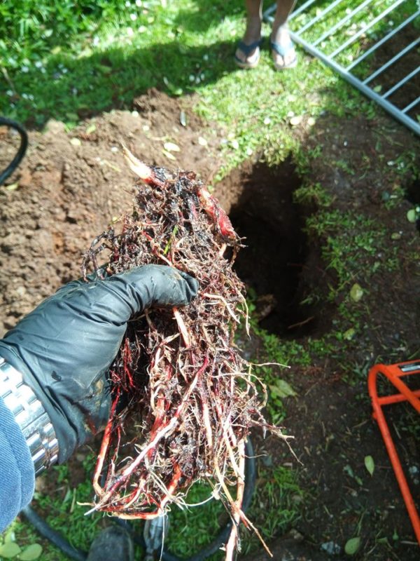 Chemical Tree Root Removal - Streamline Environmental & Drainage